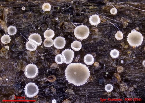 Genus Hyaloscypha · iNaturalist