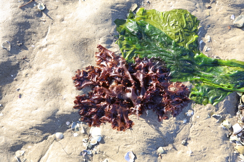 Genus Haraldiophyllum · iNaturalist