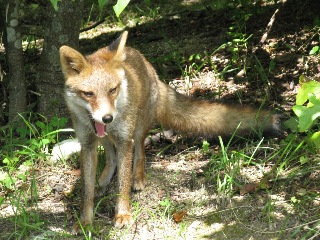 Japanese Red Fox (Vulpes vulpes japonica) - Know Your Mammals