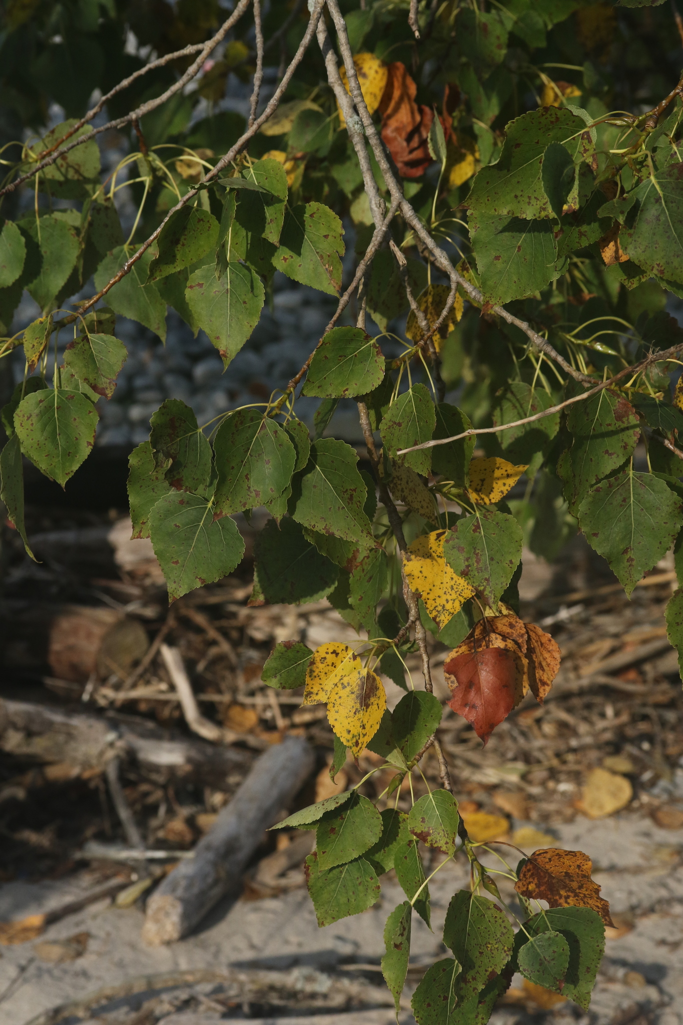 Populus ×jackii Sarg.