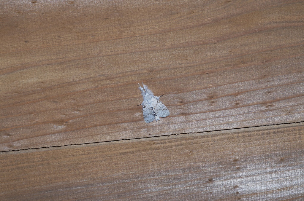 Calliteara lunulata from 日本、〒905-1422 沖縄県国頭郡国頭村字宜名真 on January 12, 2019 ...