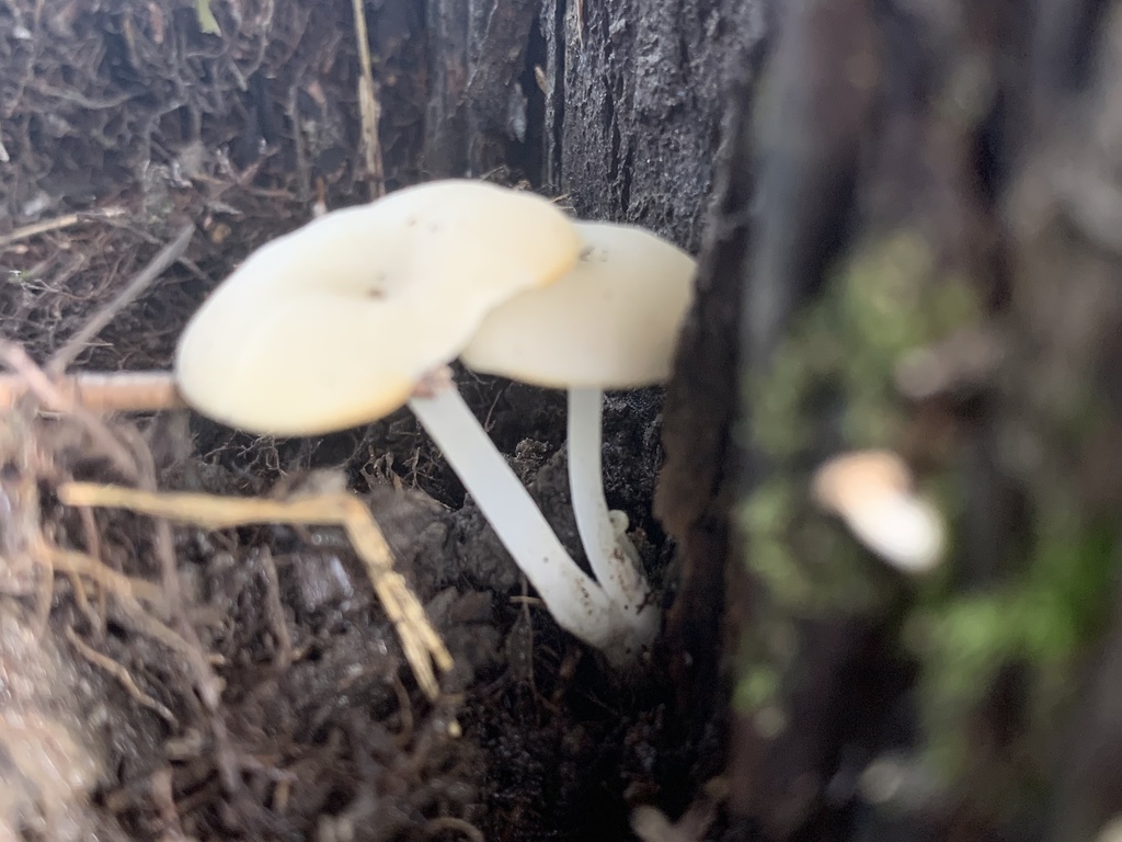 Pinwheels and Parachute Mushrooms from 777 Ben Hur Road, Baton Rouge ...