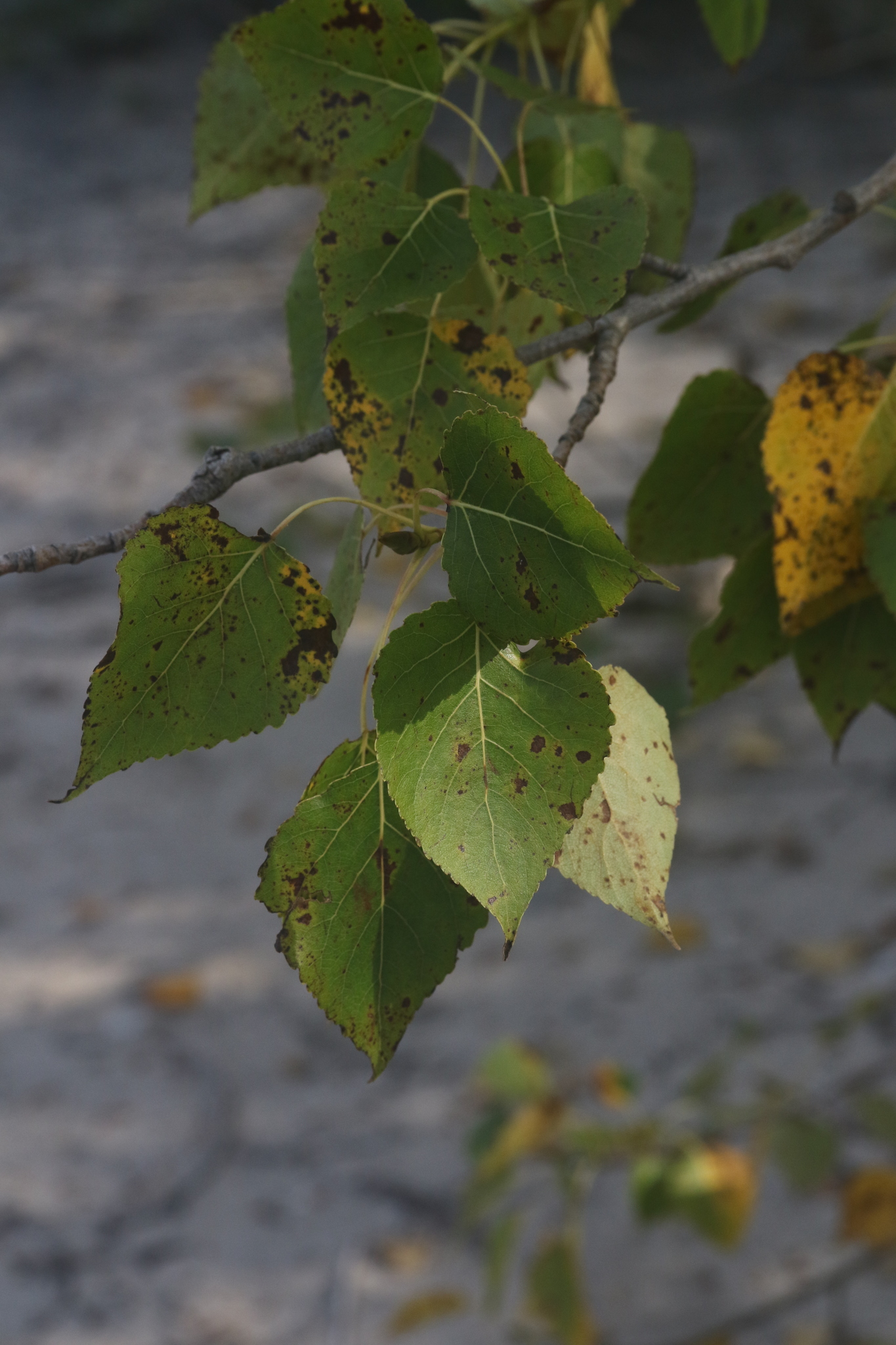 Populus ×jackii Sarg.