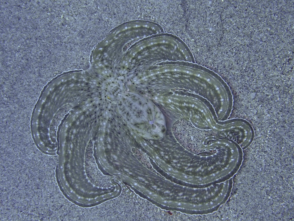 Mimic Octopus from Mabini, Batangas, Philippines on December 24, 2018 ...