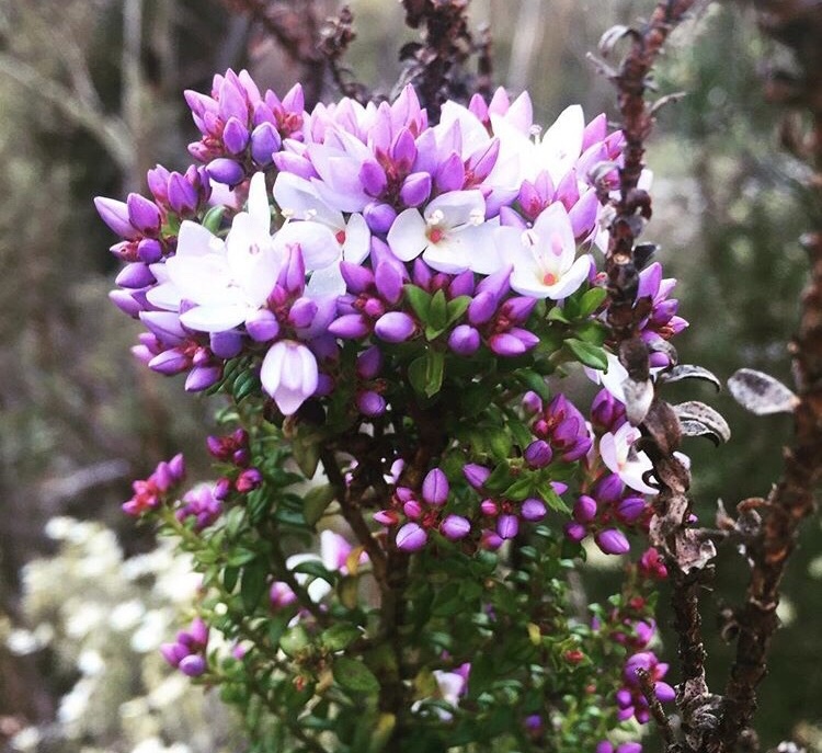 Veronica formosa R.Br.