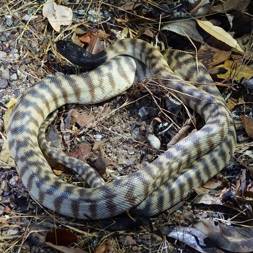 Shield-bearing Pythons (Aspidites) - Snakes and Lizards