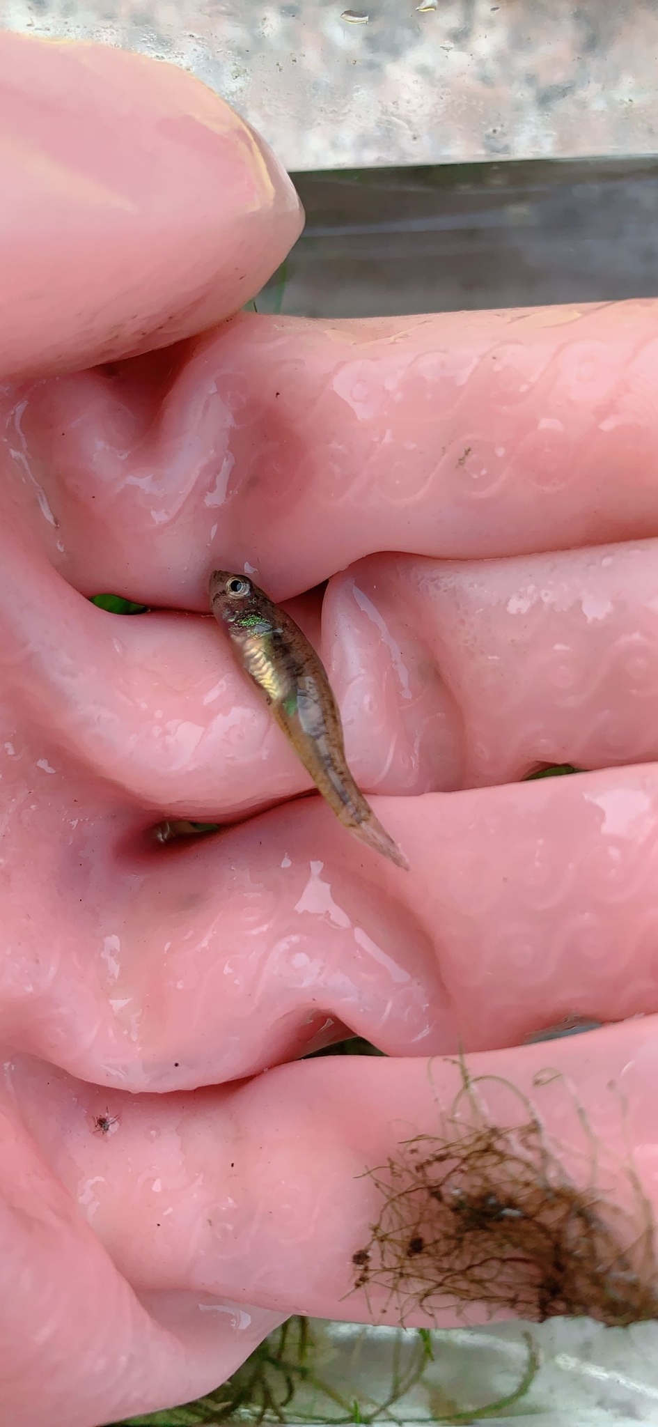 Micropercops swinhonis (Günther, 1873)