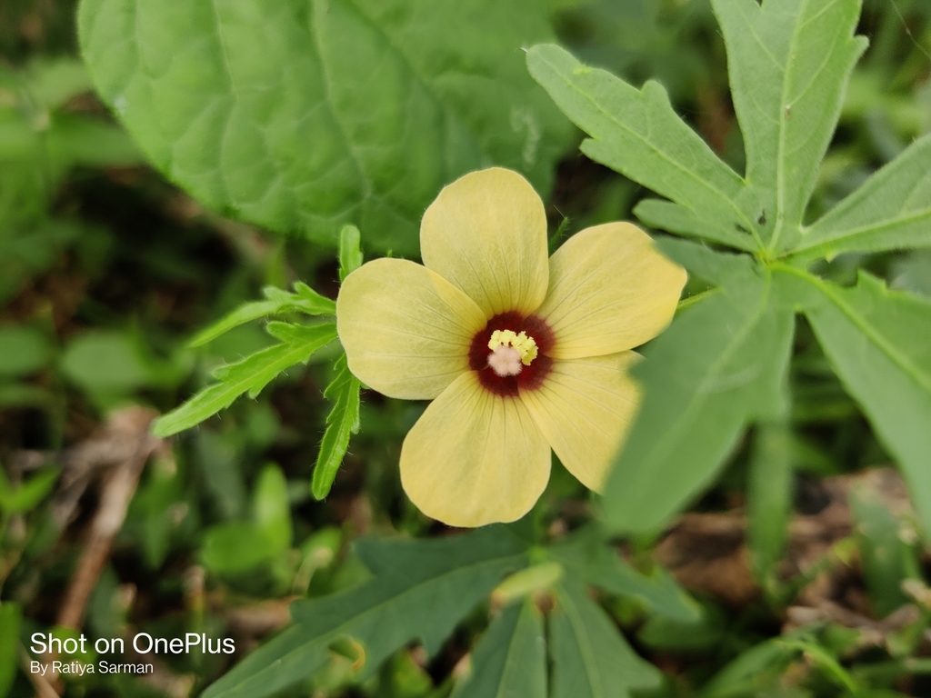 (Hibiscus palmatus) - Botanical Realm