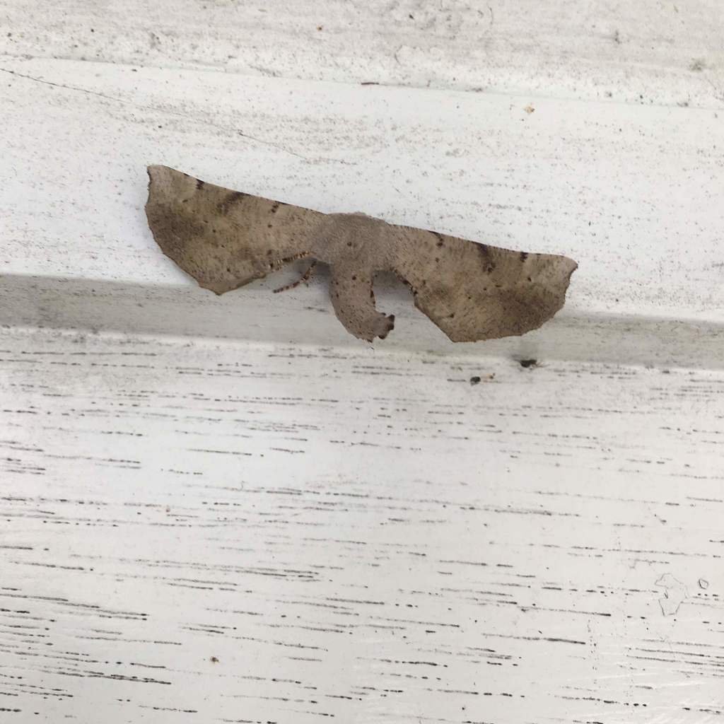 Broken Leaf Moth from Bungwahl NSW 2423, Australia on March 15, 2020 at ...