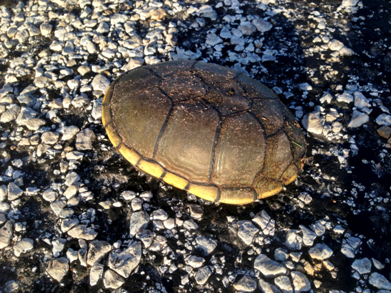 Yellow Mud Turtle (Wildlife of John Martin Reservoir State Park ...