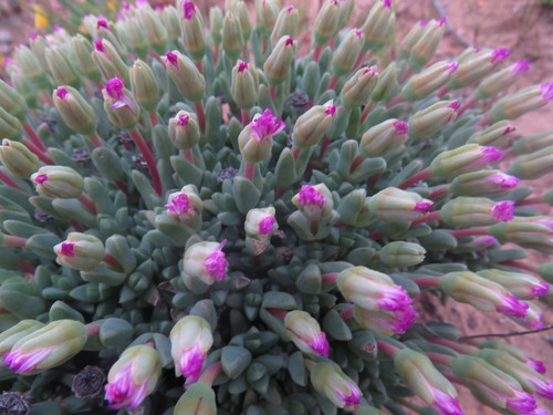 Antimima subtruncata · iNaturalist