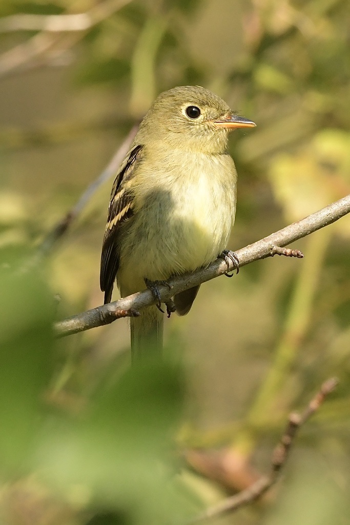 Yellow-bellied Flycatcher from Chautauqua County, NY, USA on September ...
