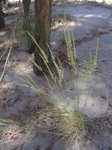 junegrass (Plants of Chatfield State Park) · iNaturalist