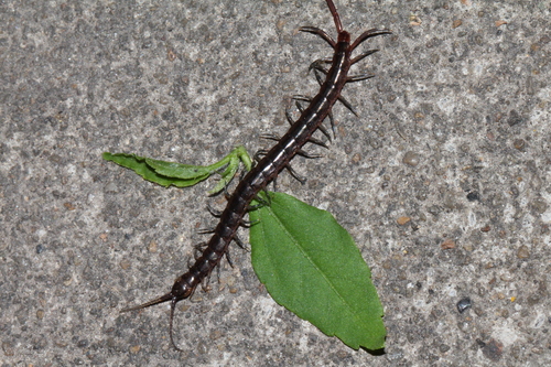 Ciempiés (Rhysida immarginata)