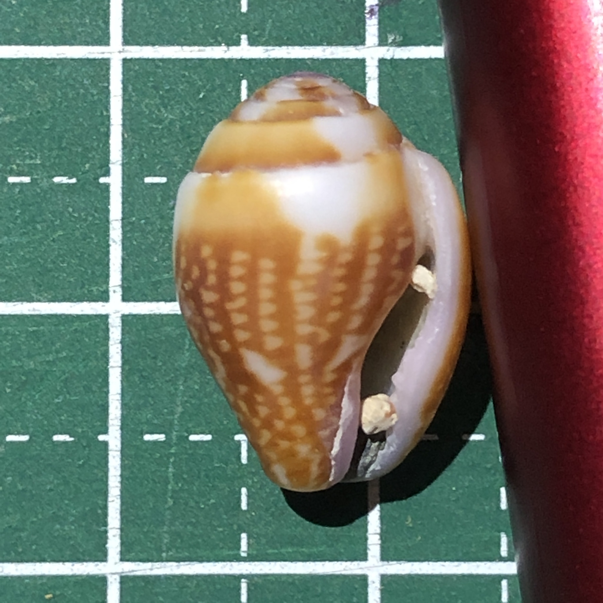 InvertEBase - Occurrence Profile