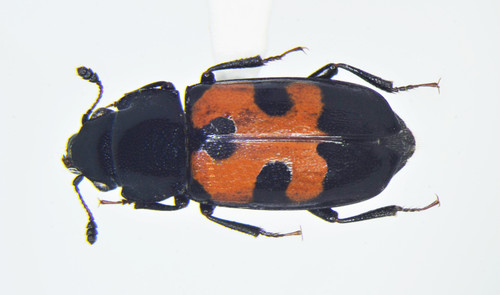 Glischrochilus moratus · iNaturalist