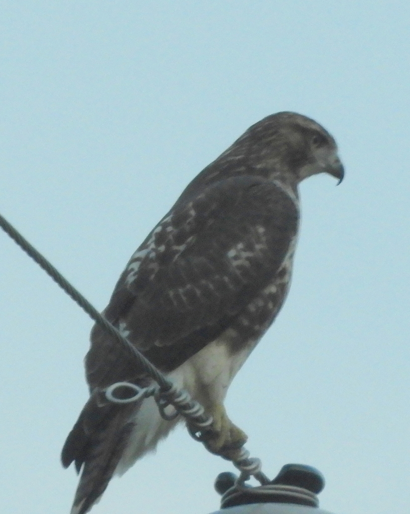 Red-tailed Hawk from Georgia, VT, USA on September 22, 2020 at 06:36 PM ...
