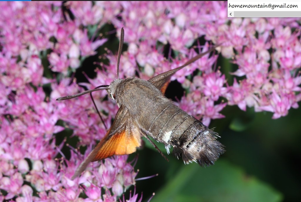 Eurasian Hummingbird Hawkmoth from Wuling Mountain on August 24, 2020 ...