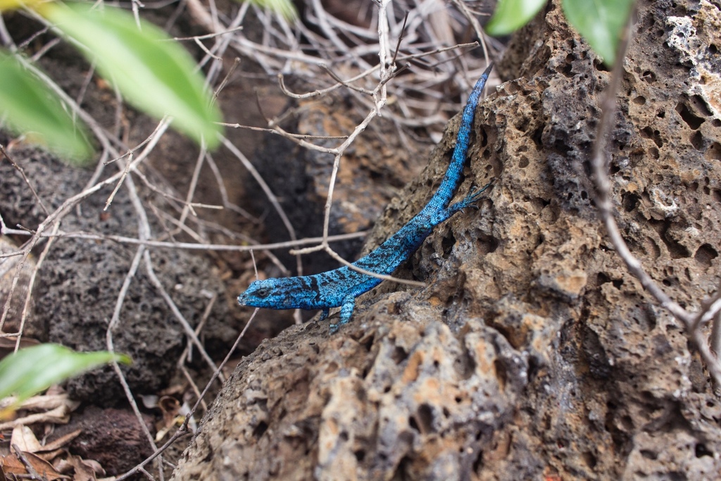Socorro Island Tree Lizard (Urosaurus auriculatus) - Snakes and Lizards