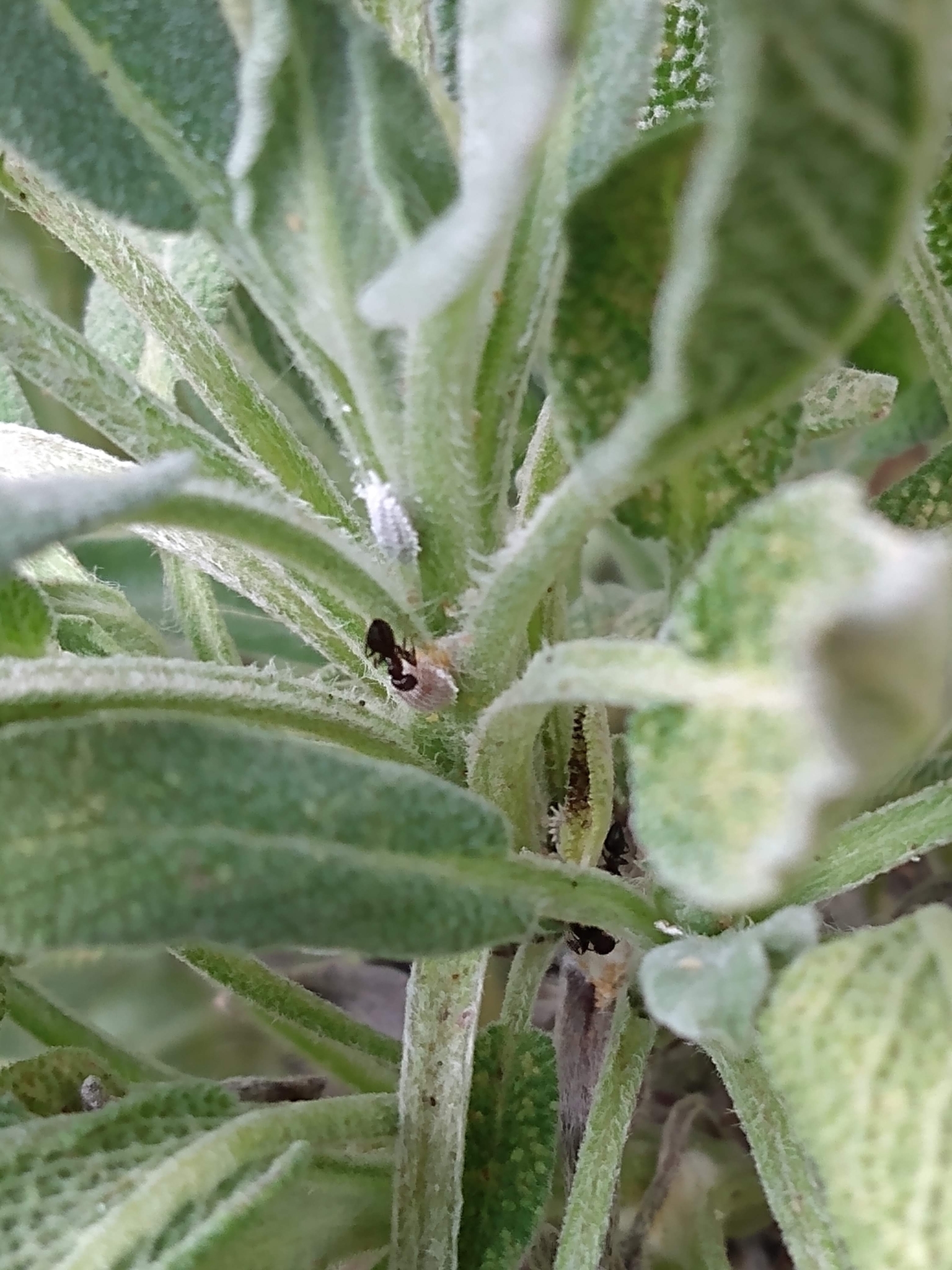 Planococcus citri (Risso, 1813)