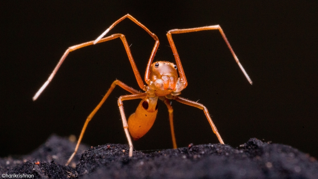Ant-like Crab Spider (Spiders of Karnataka) · iNaturalist
