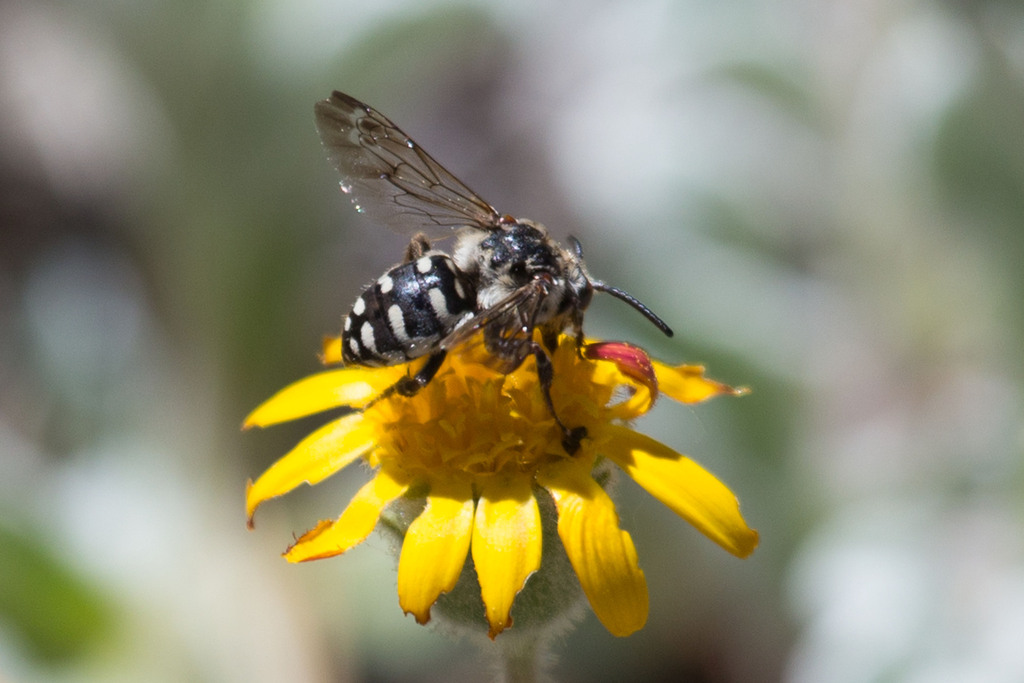 California Digger-cuckoo Bee (SBBG Lompoc SWP Floral Visitor Guide ...
