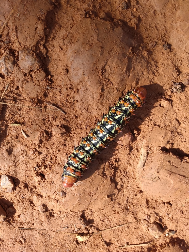 Mopane Worm from P.M.B 50 Banyo, Kamerun on September 19, 2020 at 08:14 ...
