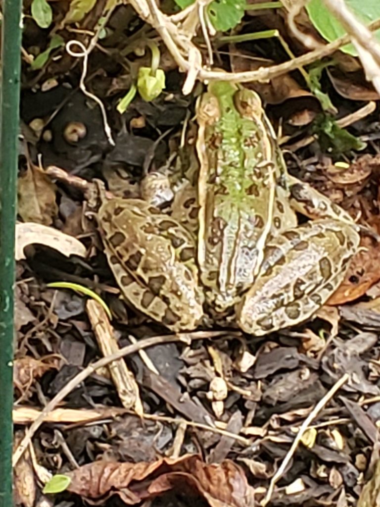 American Water Frogs from McKinney, TX 75072, USA on September 23, 2020 ...