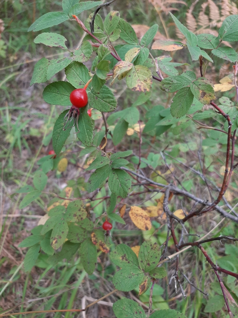 Russian rose from Свердловская обл., Россия, 624082 on August 30, 2020 ...