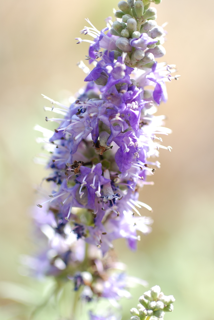 (Vitex) - Botanical Realm