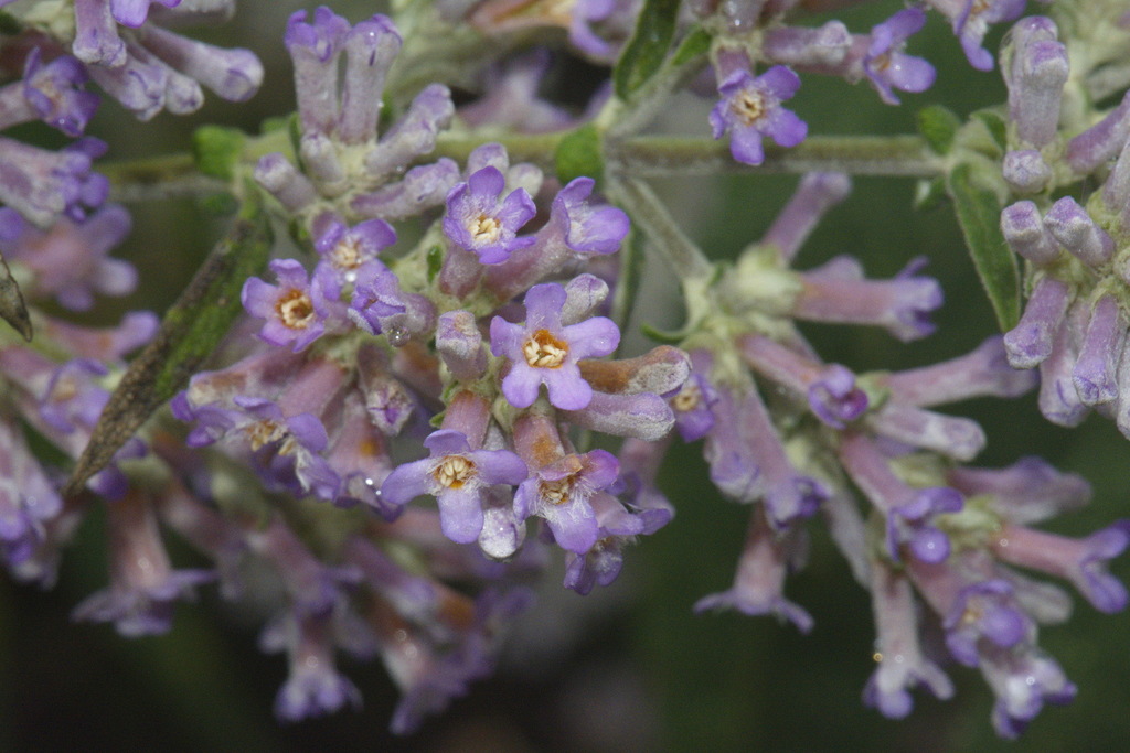 Sagewood (Locally Indigenous Plant Species for Knysna & Surrounds ...