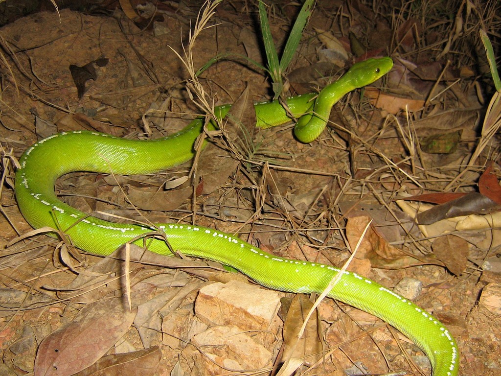 Southern Green Python from Lockhart QLD 4892, Australia on September 04 ...