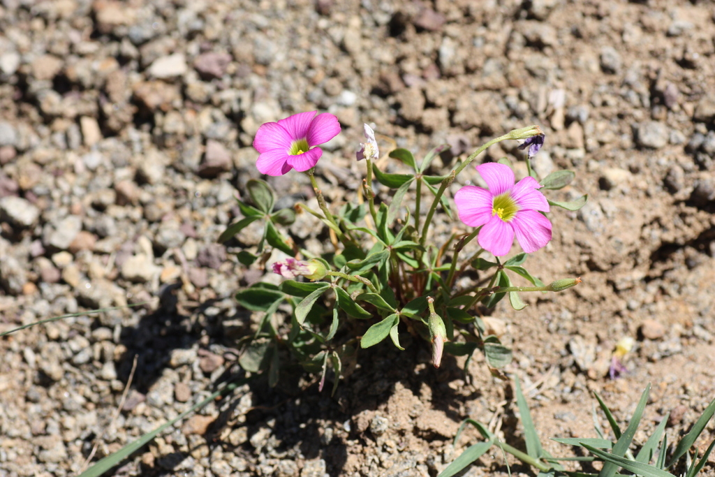 Oxalis smithiana (Plants of Cannon Rocks and Boknes) · iNaturalist