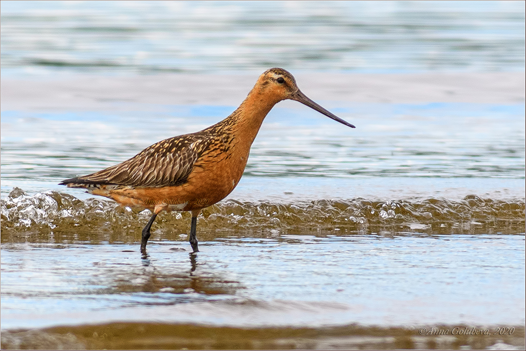 Bar-tailed Godwit (Birds of Sydney NSW Australia ) · iNaturalist