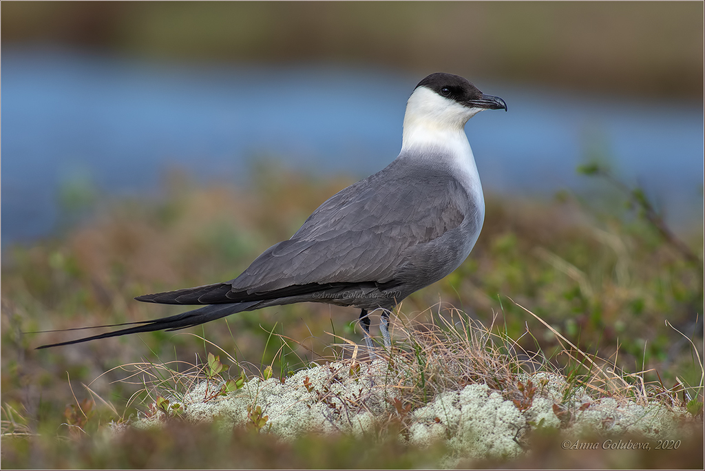 Long-tailed Jaeger (Birds of Erie Co. NY) · iNaturalist