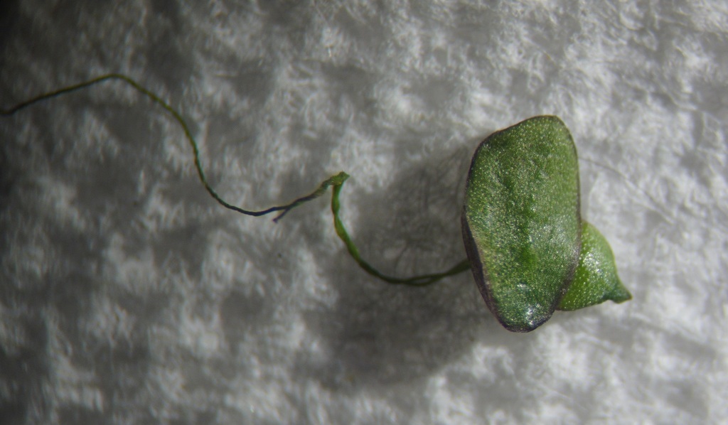 dotted duckweed from Linn County, OR, USA on September 23, 2020 at 11: ...