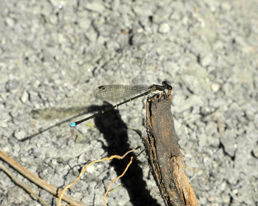 Blue-tipped Dancer (Dragonflies and Damselflies of Alabama) · iNaturalist