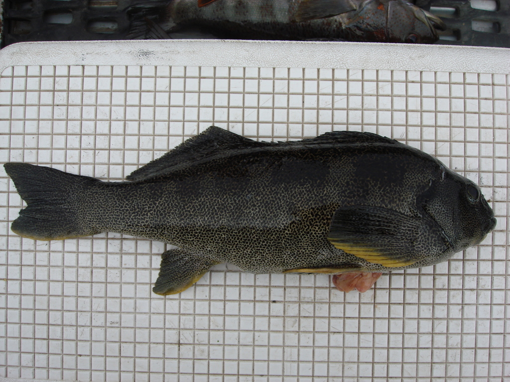 Zamba Marblefish from Tacna, PE-TA, PE on April 30, 2007 at 10:15 AM by ...