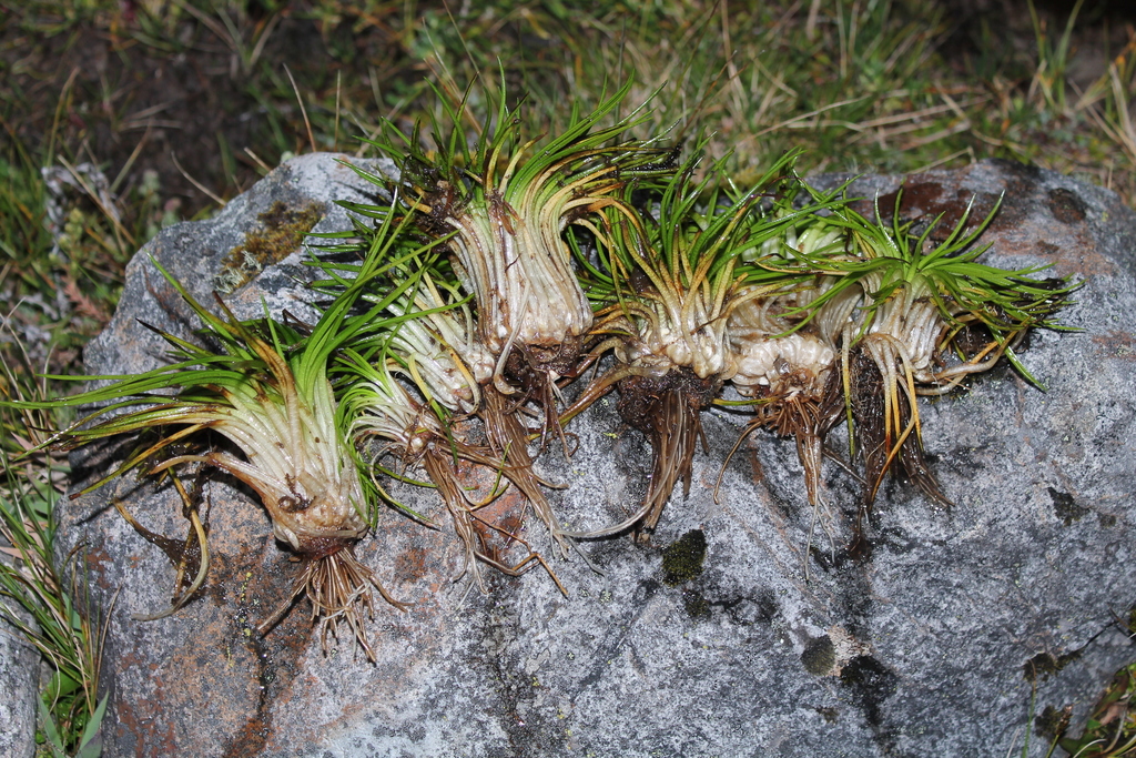 quillworts from Güicán, Boyaca, Colombia on August 9, 2017 at 06:32 PM ...