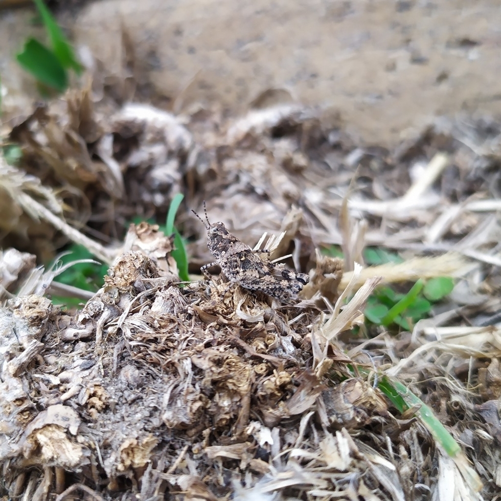 Short-horned Grasshoppers in August 2020 by Matilda · iNaturalist