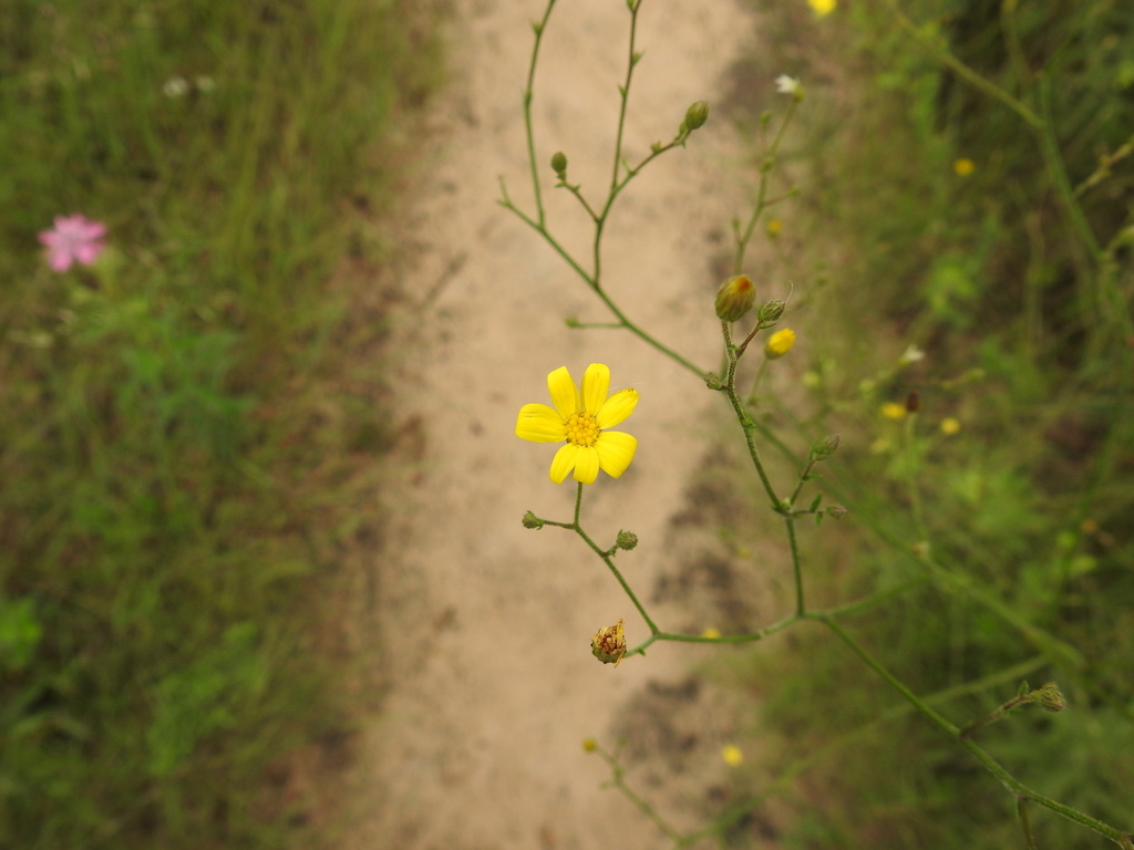 Slender Scratch Daisy from Bastrop County, TX, USA on September 23 ...