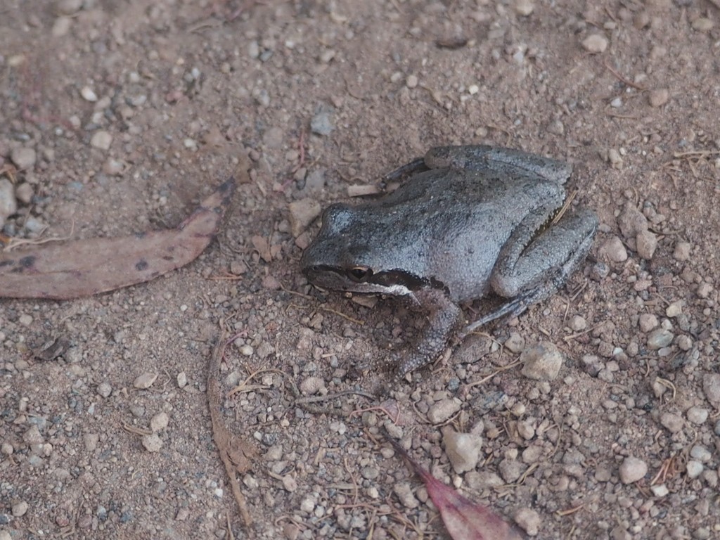 Sierran Tree Frog from Santa Cruz County, CA, USA on August 10, 2017 at ...