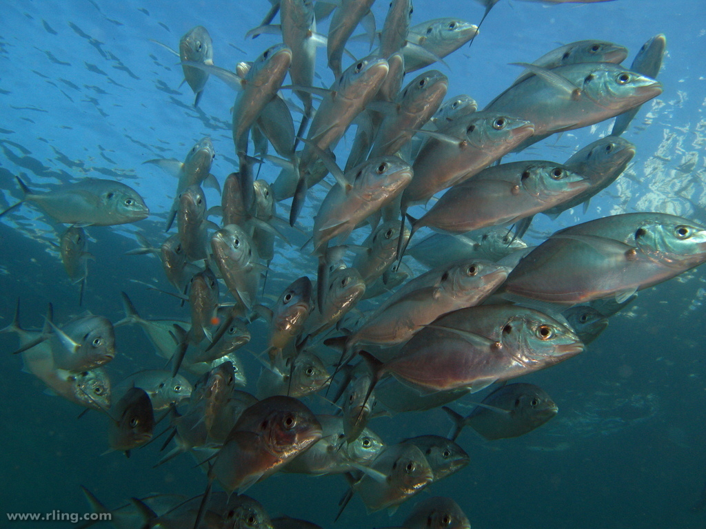 Silver Trevally (Pseudocaranx dentex) - Marine Life Identification