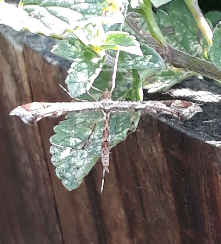 Beautiful Plume Moth from Smethwick B67, UK on September 21, 2020 at 12 ...