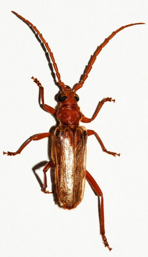 Genus Gahania · iNaturalist United Kingdom