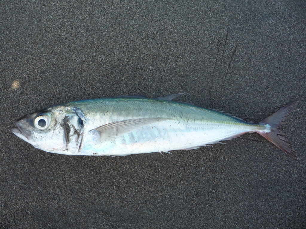 Peruvian Jack Mackerel (Trachurus murphyi) - Marine Life Identification