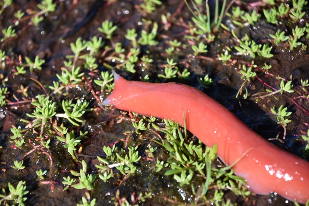 Kaputar Pink Slug in September 2020 by Taylor. Was about 8 degrees that ...