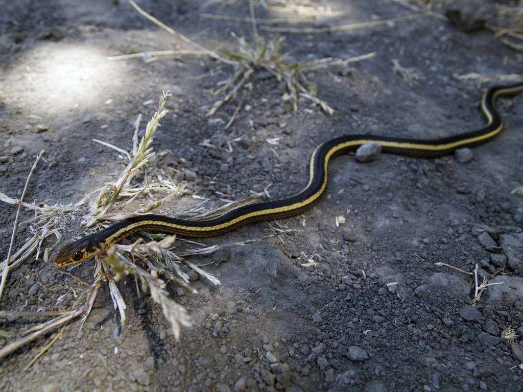 Alameda Whipsnake in June 2014 by Tim Giller · iNaturalist