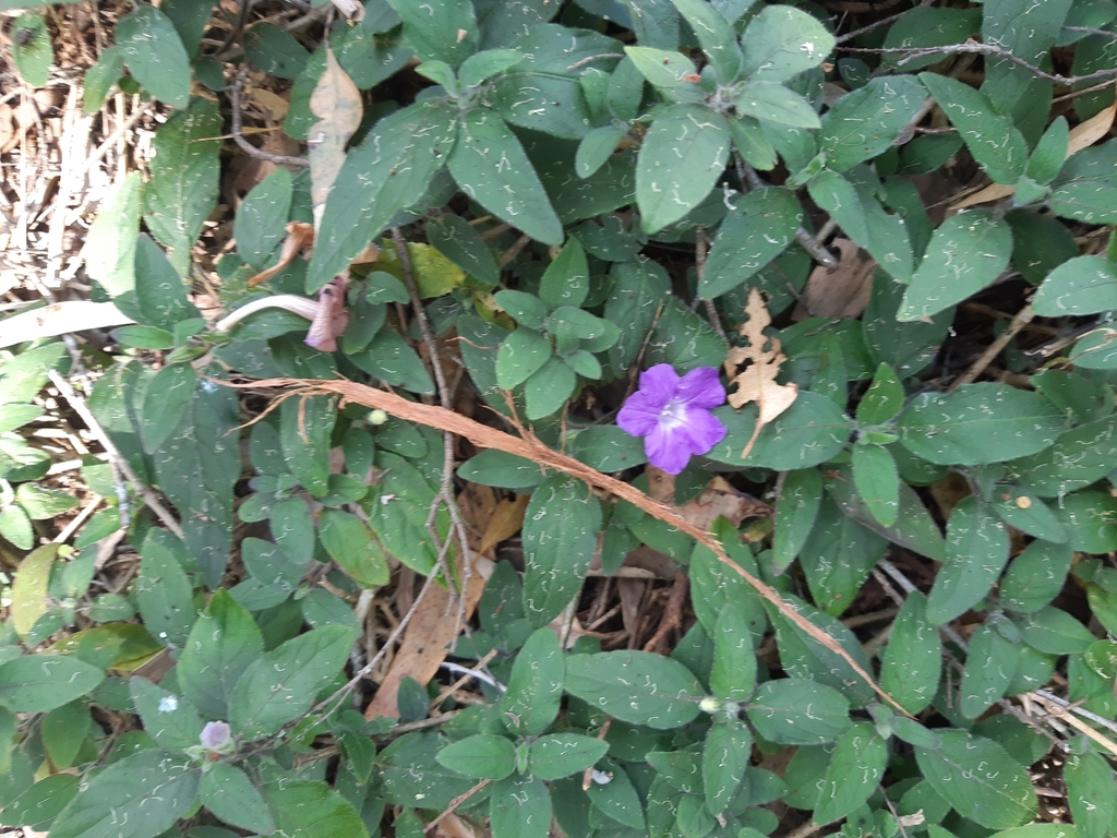 creeping ruellia from Capalaba QLD 4157, Australia on September 24 ...