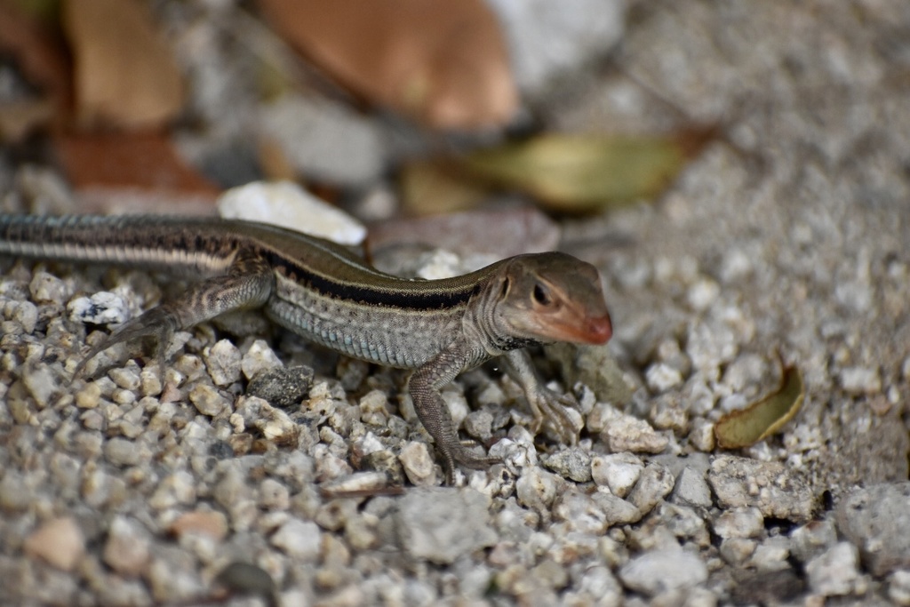 Auber's Ameiva from Provincia de Santiago de Cuba, CU on September 22 ...